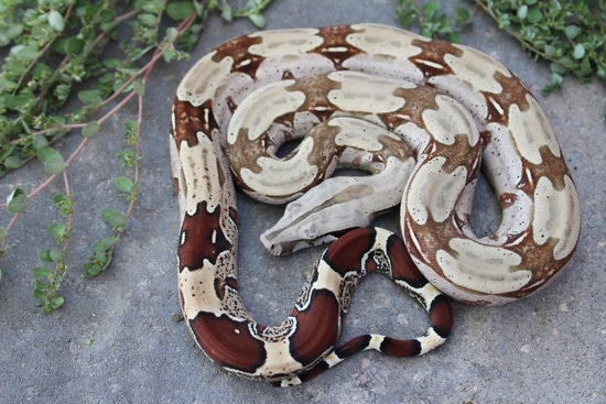 Suriname True Red Tail True Red-Tailed Boa Constrictor by Shox Boas