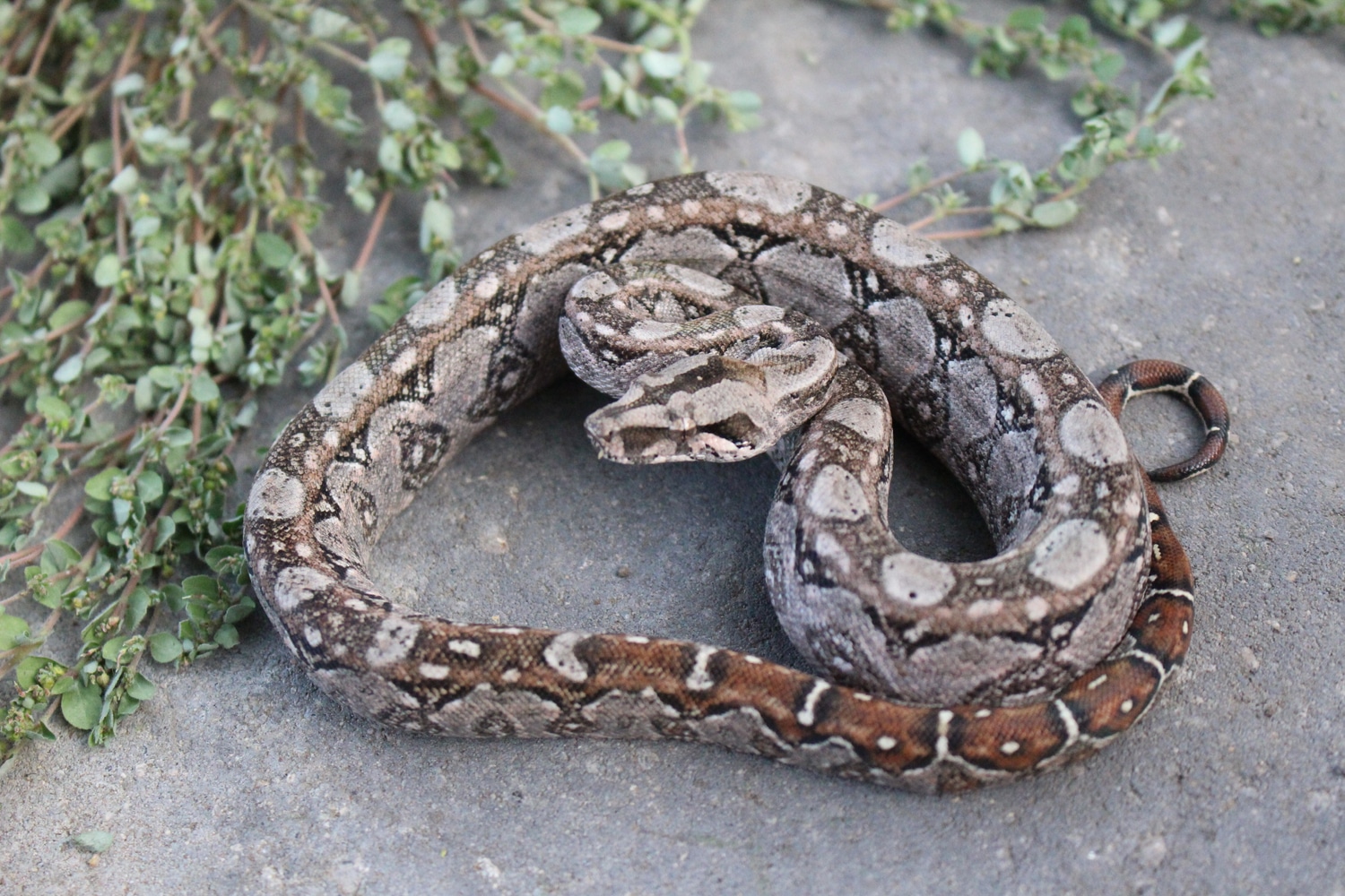 Tarahumara Mountain Boa Boa Constrictor by Shox Boas - MorphMarket