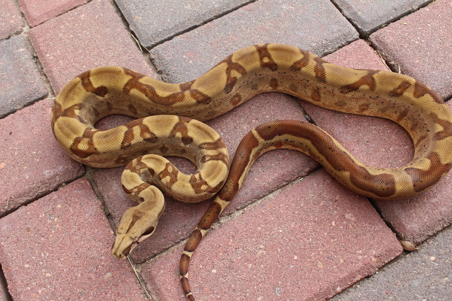 Hypo Jungle Boa Constrictor by Shox Boas - MorphMarket
