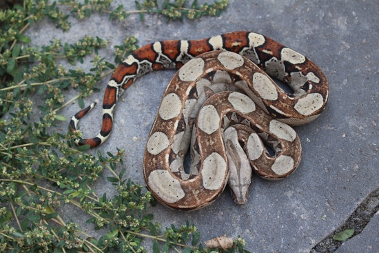 Barranquilla Colombia Boa Boa Constrictor by Shox Boas