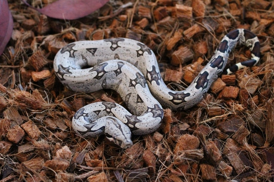 North Brazil BC Boa Constrictor by Shox Boas
