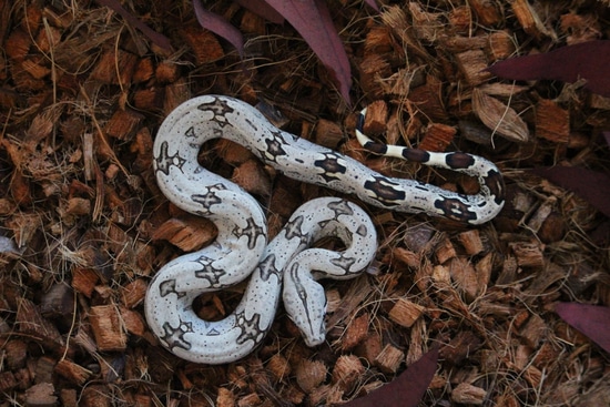 North Brazil BC Boa Constrictor by Shox Boas