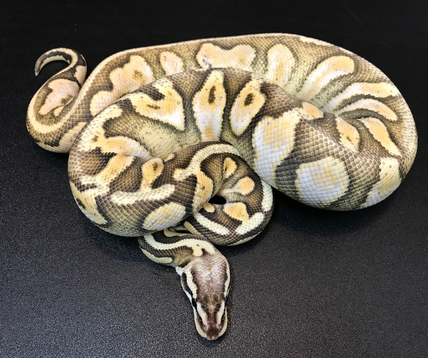 Super Pastel Calico Ball Python by 711 Reptiles - MorphMarket