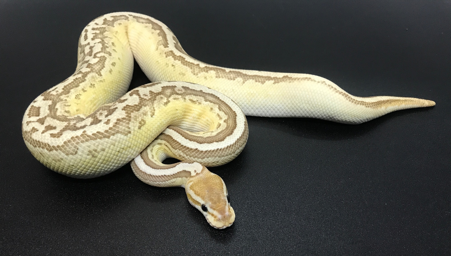 Orange Dream Black Pastel Lesser Pinstripe Ball Python by 711 Reptiles ...