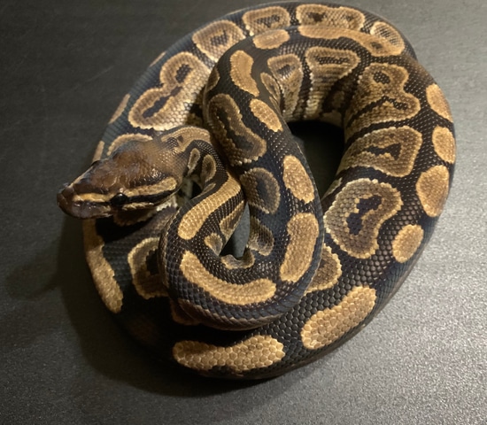 Granite Ball Python by 711 Reptiles
