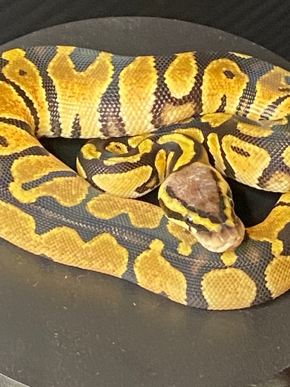 Pastel Het Clown Ball Python By Luxury Luxe Reptiles Llc