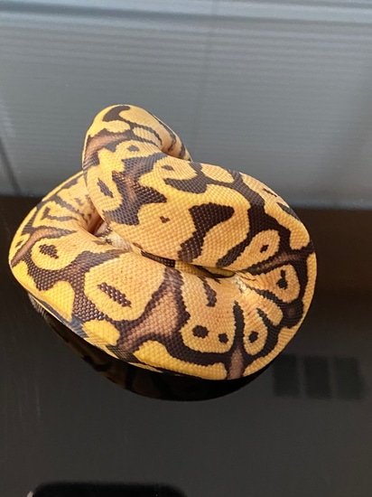 Fire Pastel Het Clown Ball Python by Luxury (Luxe) Reptiles, LLC