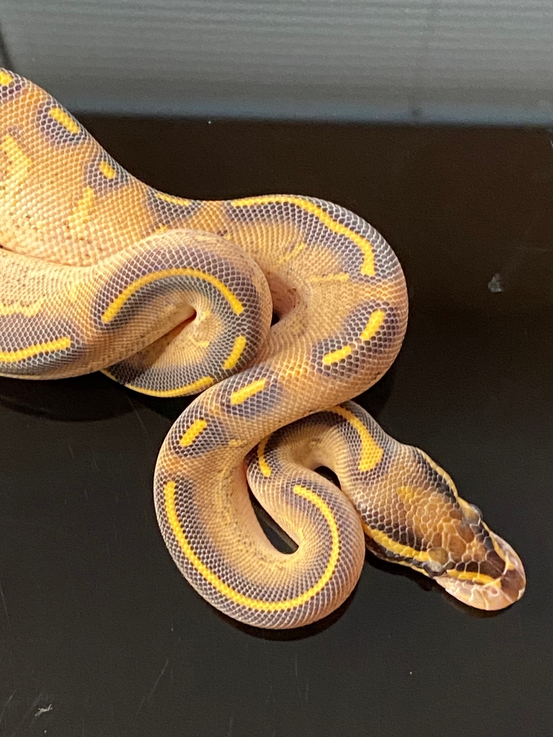 50% Off List Price Highway 66% DH Albino Pied Ball Python by Luxury ...