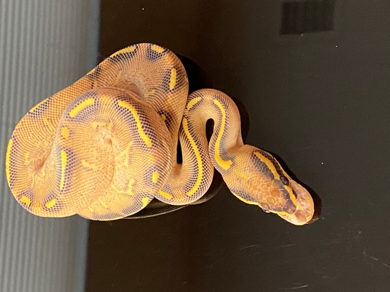 Highway 66% DH Albino Pied Free Shipping Ball Python by Luxury (Luxe ...
