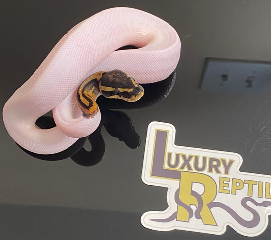 Leopard Pied Het Clown Free Shipping Ball Python by Luxury (Luxe ...