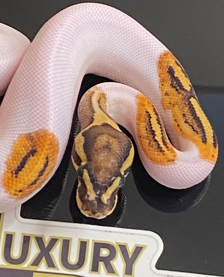 Leopard Pied Het Clown Free Shipping Ball Python by Luxury (Luxe ...