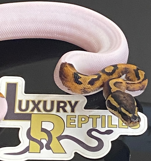 Leopard Pied Het Clown Free Shipping Ball Python by Luxury (Luxe ...