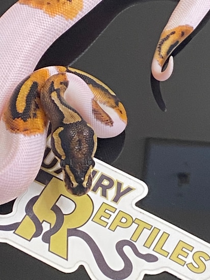 Leopard Pied Het Clown Free Shipping Ball Python by Luxury (Luxe ...