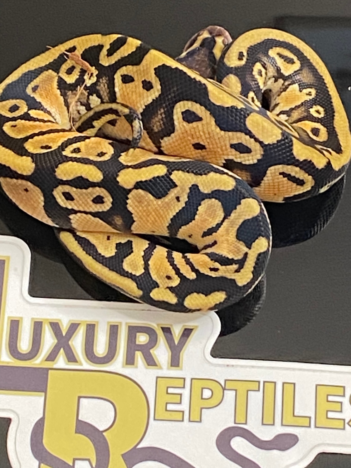 Pastel Het Clown Het Pied Ball Python by Luxury (Luxe) Reptiles, LLC ...