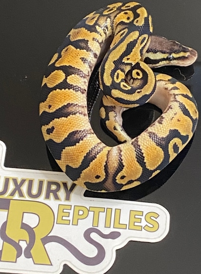 Pastel Het Clown Het Pied Free Shipping Ball Python by Luxury (Luxe ...