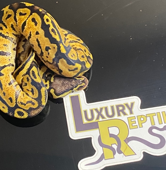 50% Off List Price Pastel Het Albino Het Pied Ball Python by Luxury ...