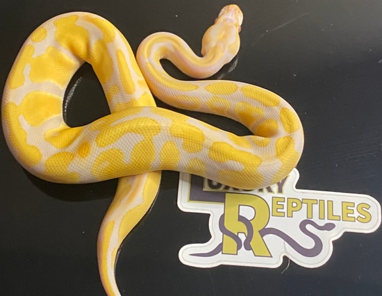 Candino Het Pied Free Shipping Ball Python by Luxury (Luxe) Reptiles, LLC