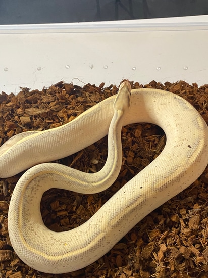 50% Off List Price Highway Ball Python by Luxury (Luxe) Reptiles, LLC