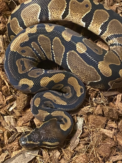 Normal 50% Het Pied Free Shipping Ball Python by Luxury (Luxe) Reptiles ...