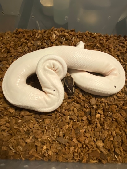 Proven Breeder Leopard Pied Poss Super Leopard Free Shipping Ball ...