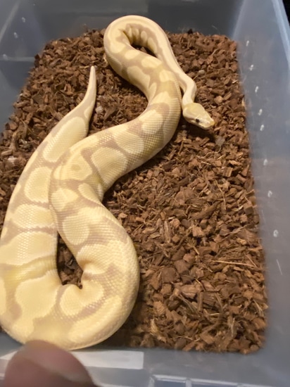 Proven Breeder Candy Ball Python by Luxury (Luxe) Reptiles, LLC