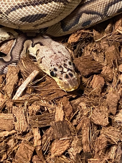 Pastel Clown Het Pied Ball Python by Luxury (Luxe) Reptiles, LLC