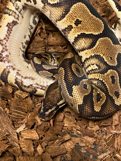 Yellowbelly 50% Het Pied Ball Python by Luxury (Luxe) Reptiles, LLC