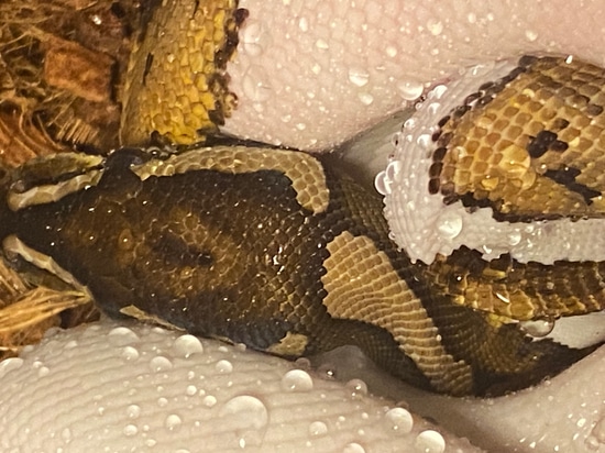 Leopard Pied Het Clown Ball Python by Luxury (Luxe) Reptiles, LLC