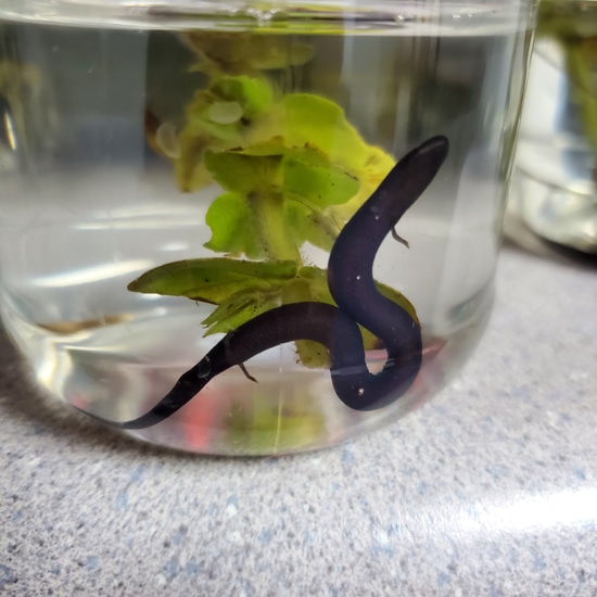 Baby Two-Toed Amphiuma Salamander by Shongaloo Fish Farm, LLC