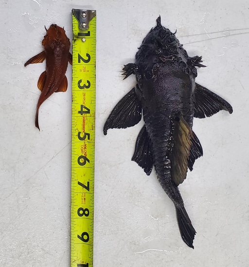Goliath Bristlenose Pleco - Largest Ancistrus Known To Man! 9”-10" Male ...