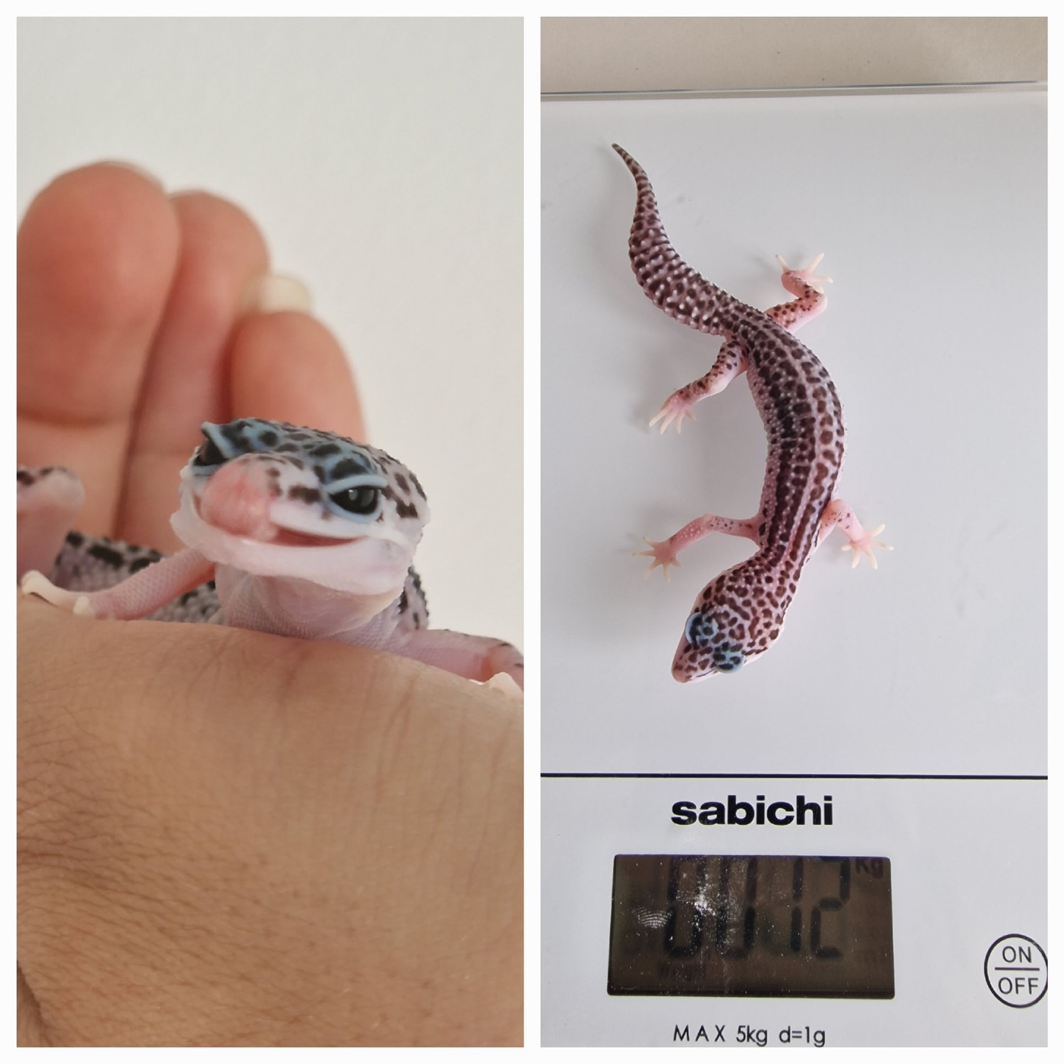 Supersnow Leopard Gecko by McBallz - MorphMarket