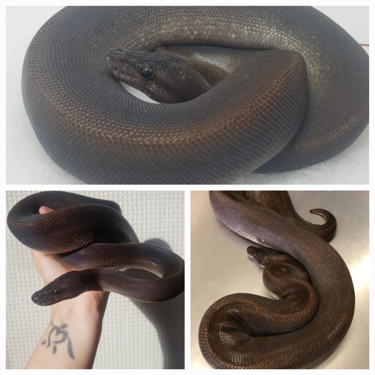 Suma Ball Python by McBallz - MorphMarket