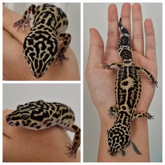 Zorro BN Cross Leopard Gecko by McBallz