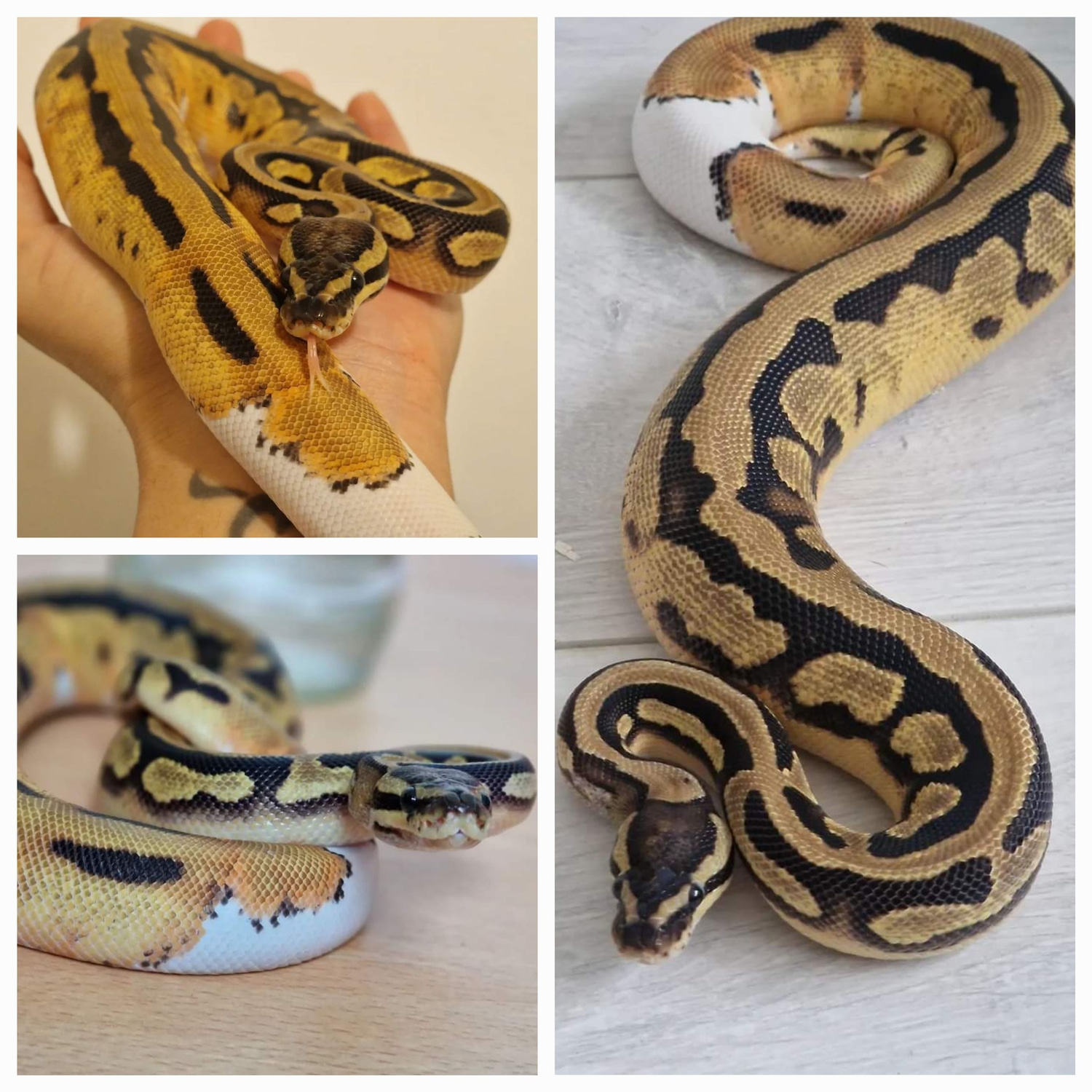 GeneX Pied Ball Python by McBallz - MorphMarket