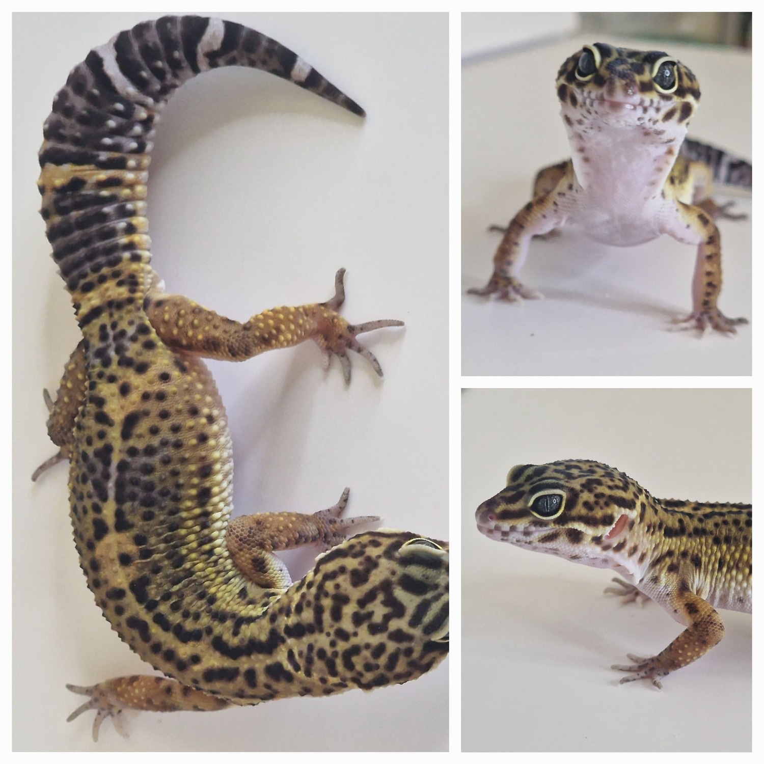 Normal ( BN Lineage) Leopard Gecko by McBallz - MorphMarket