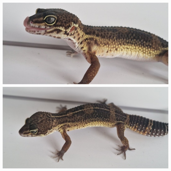 Normal ( BN Lineage ) Leopard Gecko by McBallz