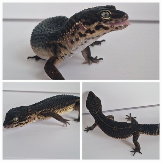 Black Night Leopard Gecko by McBallz