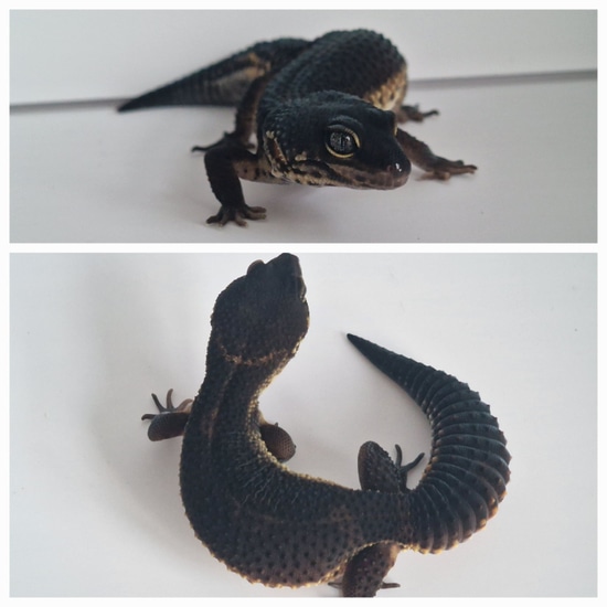 Black Night Leopard Gecko by McBallz