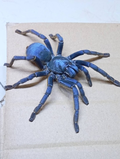 Ornithoctoninae Sp. (Vietnam Silver) Newborn Slings Tarantula by Exotic ...