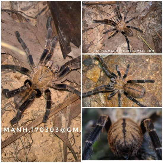 Ornithoctoninae Sp.(Veronica Earth Tiger) Newborn 2024 Tarantula by ...