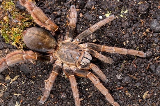 Ornithoctoninae Sp. (Vietnam Vendula Thick Leg Earth Tiger) Newborn ...