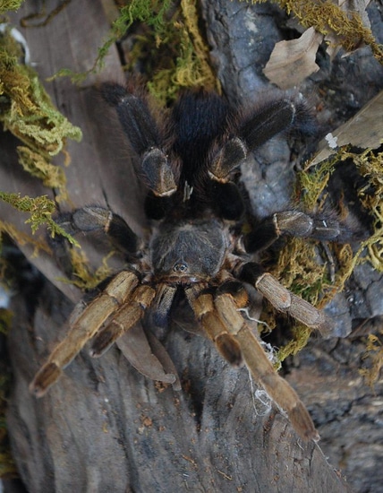 Ornithoctoninae Sp. (Vietnam Highland Earth Tiger Tarantula Newborn ...