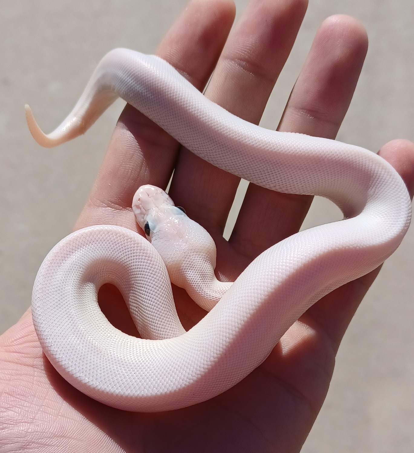 Super Cinnamon Pied Pos Super Pastel Pos Sandblast Ball Python by Tegridy Reptile Farms ...