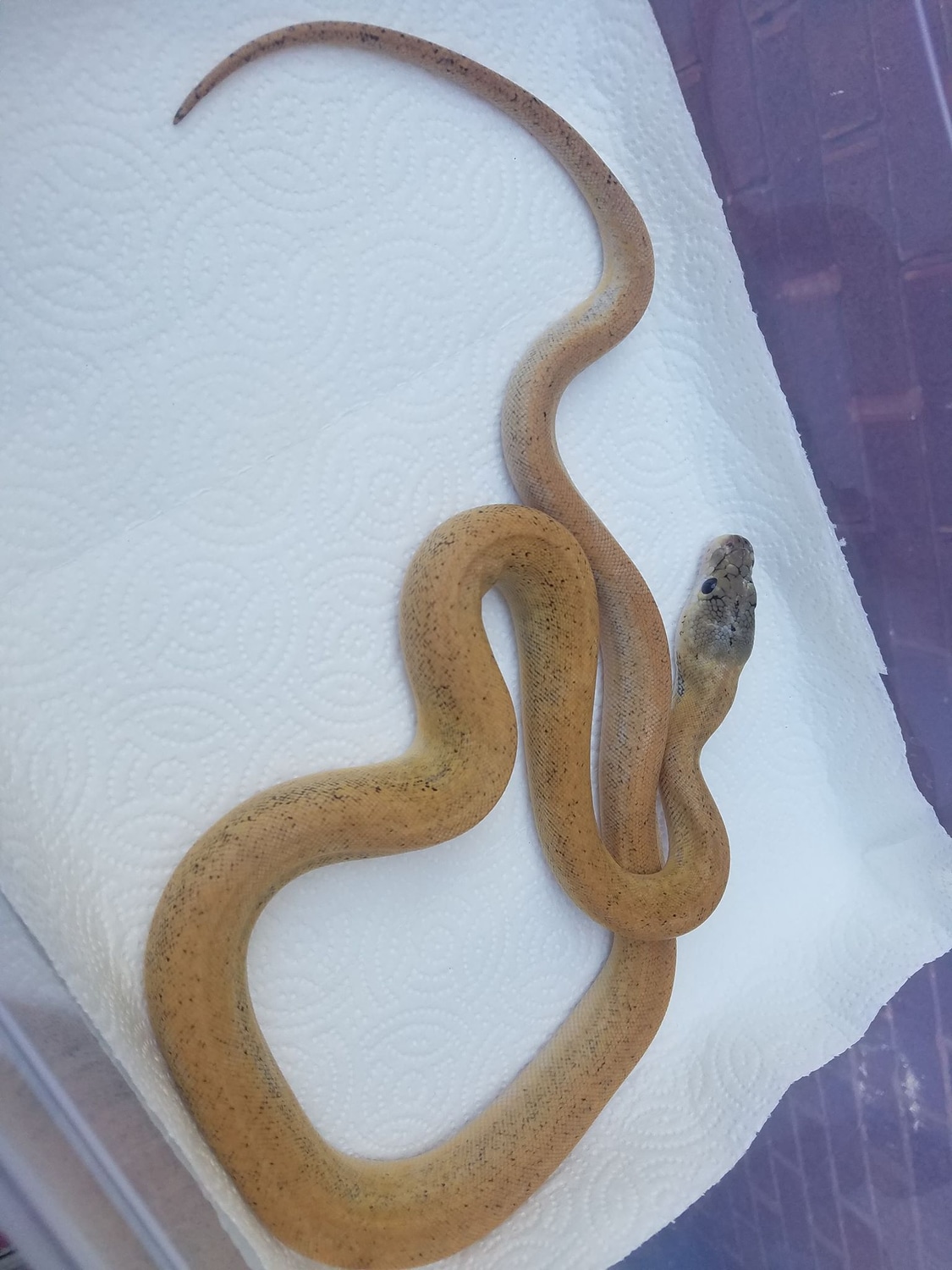 Ultra Ivory Goldenchild 100% Het Albino Reticulated Python by Shotts ...