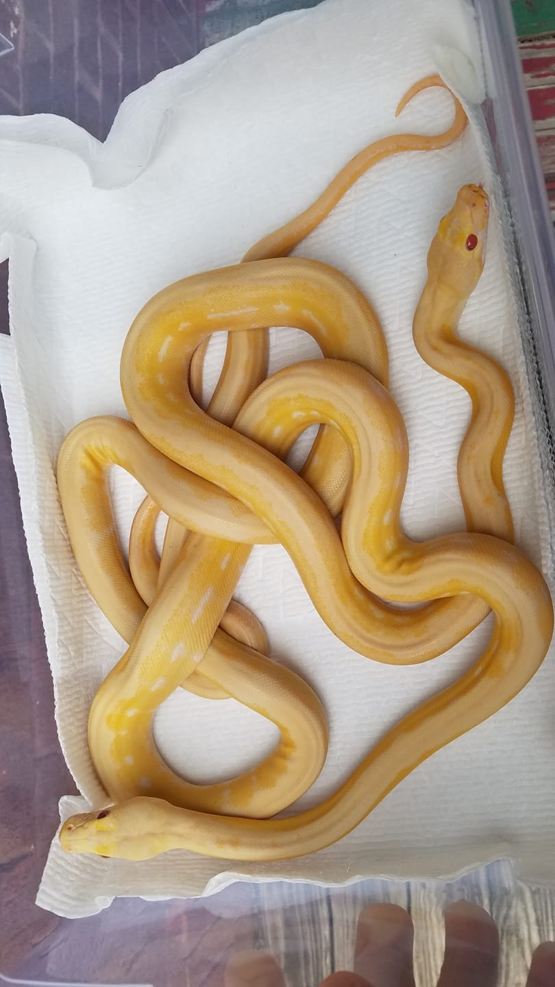 1.1 Albino Ultra Ivory Pair Reticulated Python by Shotts Reptiles ...