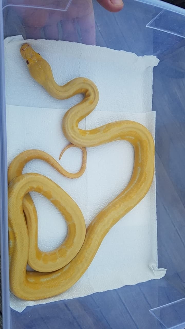 Albino Ultra Ivory Reticulated Python by Shotts Reptiles - MorphMarket