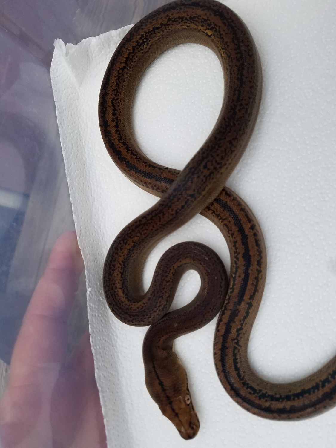 Golden Child Super Tiger Het Purple Albino Reticulated Python by Shotts ...