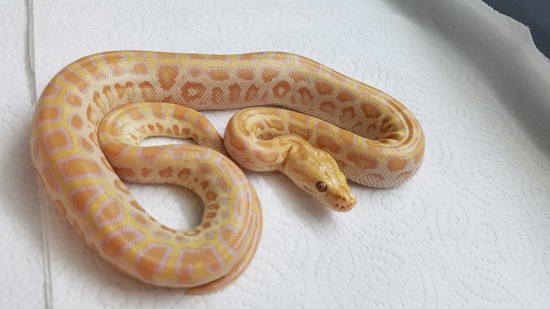 Pearl 50% Het Labyrinth Burmese Python by Shotts Reptiles