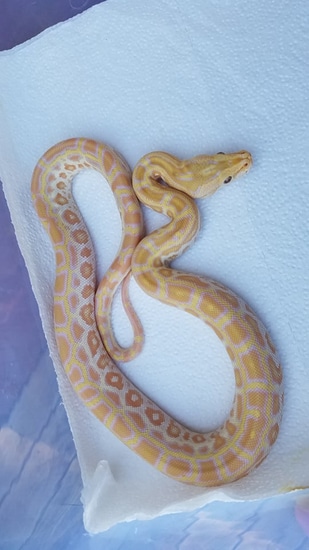 Pearl 50% Het Labyrinth Burmese Python by Shotts Reptiles