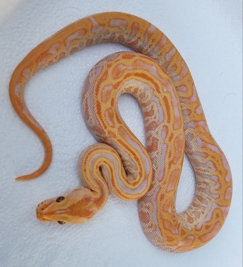 Albino Labyrinth Burmese Python by Shotts Reptiles